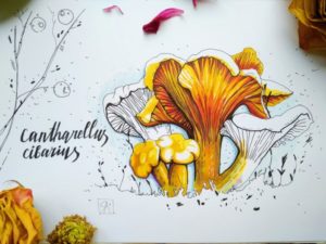 Cómo dibujar una seta con un lápiz: instrucciones para niños y ...