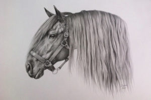 Cum să desenezi un cal (74 poze): instrucțiuni pas cu pas cu creion și ...