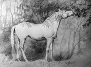 Cum să desenezi un cal (74 poze): instrucțiuni pas cu pas cu creion și ...