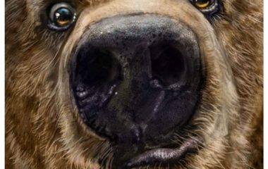 Cum să desenezi un cal (74 poze): instrucțiuni pas cu pas cu creion și ...