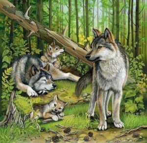 Wie man einen Wolf mit einem Bleistift zeichnet (87 Fotos): einfache ...