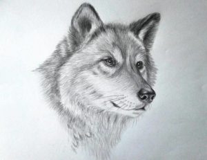 Wie man einen Wolf mit einem Bleistift zeichnet (87 Fotos): einfache ...