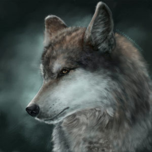 Wie man einen Wolf mit einem Bleistift zeichnet (87 Fotos): einfache ...