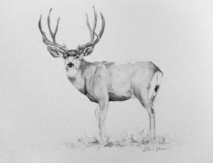 How to draw a tundra with pencils and paints: step-by-step instructions ...